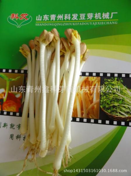 花生芽机器多少钱一台_花生芽机怎么选-第2张图片-山城妙识 花生芽机器多少钱一台_花生芽机怎么选-第2张图片-山城妙识