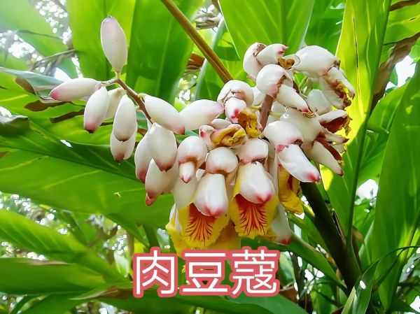 肉蔻图片长什么样_肉蔻真假怎么分辨-第1张图片-山城妙识 肉蔻图片长什么样_肉蔻真假怎么分辨-第1张图片-山城妙识