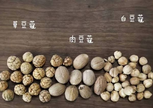 肉蔻图片长什么样_肉蔻真假怎么分辨-第3张图片-山城妙识 肉蔻图片长什么样_肉蔻真假怎么分辨-第3张图片-山城妙识