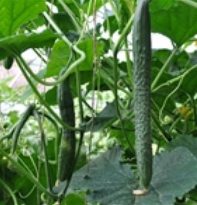 胡瓜长什么样子_胡瓜和黄瓜的区别-第2张图片-山城妙识