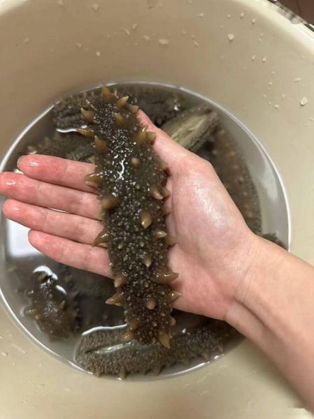 海参怎么发最好方法_海参泡发全过程视频教学-第2张图片-山城妙识