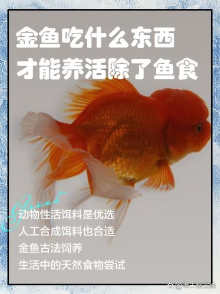 鱼鱼鱼怎么养_鱼鱼鱼吃什么-第2张图片-山城妙识