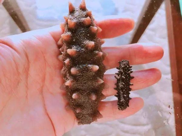 海参怎么发最好方法_海参泡发全过程视频教学-第3张图片-山城妙识