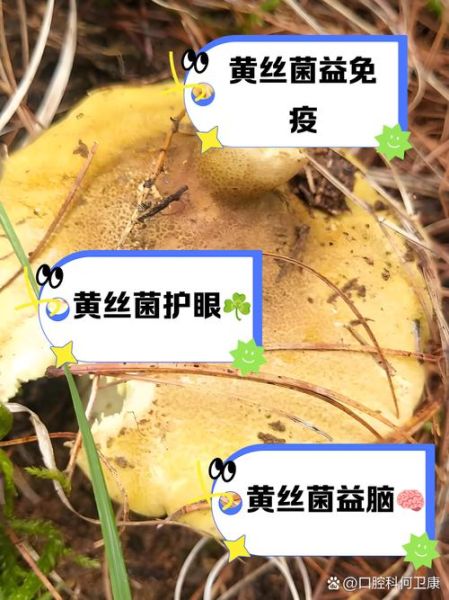 黄丝菌怎么保存_黄丝菌可以放冰箱吗-第1张图片-山城妙识 黄丝菌怎么保存_黄丝菌可以放冰箱吗-第1张图片-山城妙识