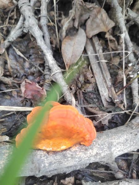 黄丝菌怎么保存_黄丝菌可以放冰箱吗-第2张图片-山城妙识 黄丝菌怎么保存_黄丝菌可以放冰箱吗-第2张图片-山城妙识