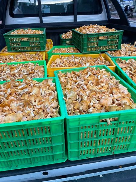 黄丝菌怎么保存_黄丝菌可以放冰箱吗-第3张图片-山城妙识 黄丝菌怎么保存_黄丝菌可以放冰箱吗-第3张图片-山城妙识