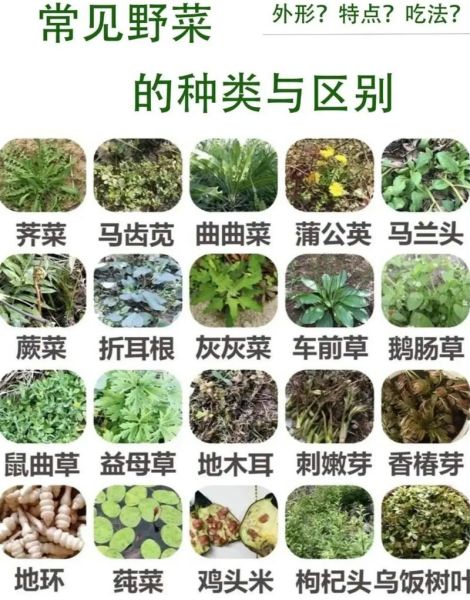 农村野菜名称大全图片_哪些野菜可以安全食用-第1张图片-山城妙识 农村野菜名称大全图片_哪些野菜可以安全食用-第1张图片-山城妙识