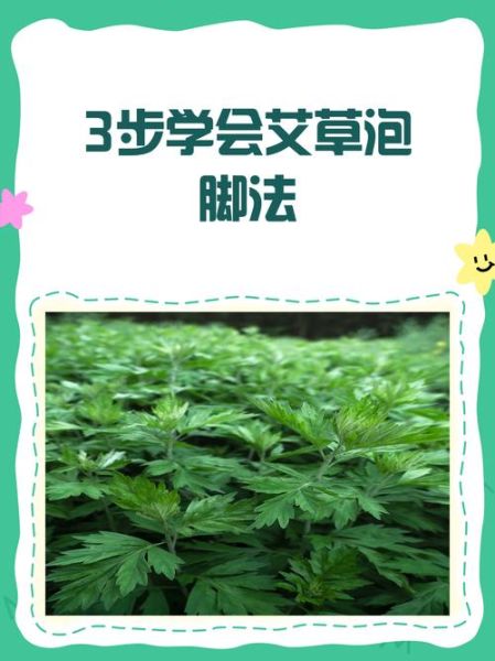 艾蒿草泡脚的功效与作用_艾蒿草泡脚的正确方法-第3张图片-山城妙识