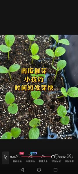 南瓜苗怎么种_南瓜苗多久能出苗-第2张图片-山城妙识