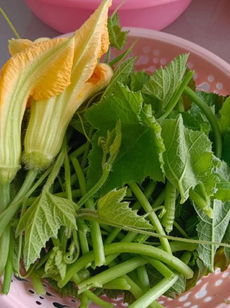 南瓜苗怎么种_南瓜苗多久能出苗-第3张图片-山城妙识