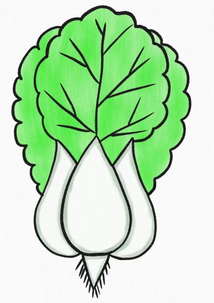 白菜卡通图片大全_如何画可爱白菜简笔画-第3张图片-山城妙识 白菜卡通图片大全_如何画可爱白菜简笔画-第3张图片-山城妙识
