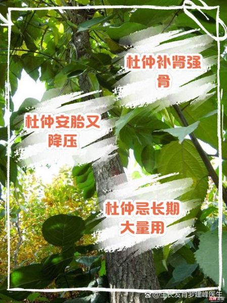 杜仲的功效与作用吃法_杜仲的禁忌有哪些-第2张图片-山城妙识