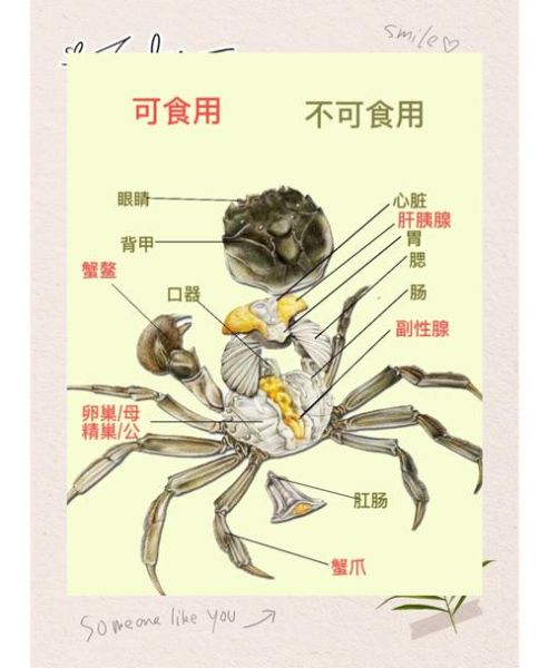 大闸蟹养殖技术_大闸蟹养殖周期多久-第1张图片-山城妙识