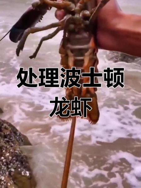 波士顿大龙虾怎么处理_波士顿龙虾清洗步骤-第1张图片-山城妙识