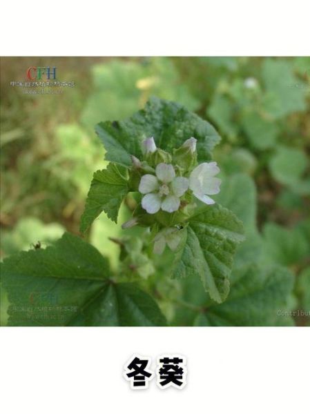 冬葵子有什么功效_冬葵子能治什么病-第3张图片-山城妙识