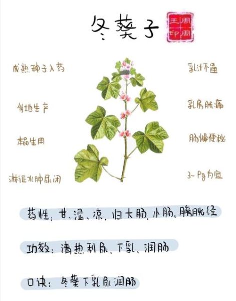 冬葵子有什么功效_冬葵子能治什么病-第1张图片-山城妙识