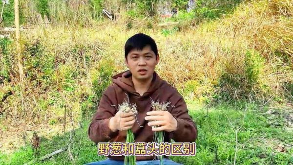 藠头和葱的区别图片_藠头是不是野葱-第1张图片-山城妙识 藠头和葱的区别图片_藠头是不是野葱-第1张图片-山城妙识
