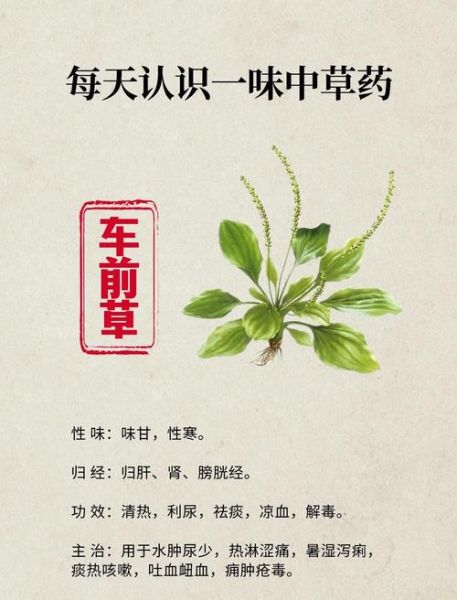 车前草的功效与作用_车前草能治哪些病-第1张图片-山城妙识