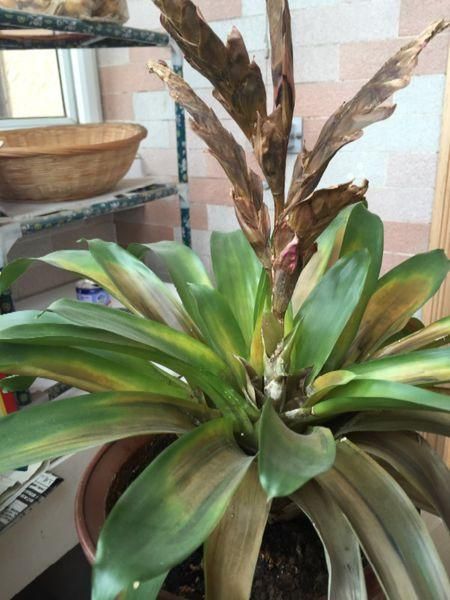 菠萝叶子发黄怎么办_菠萝叶子发黄的原因-第2张图片-山城妙识 菠萝叶子发黄怎么办_菠萝叶子发黄的原因-第2张图片-山城妙识