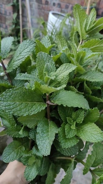 鱼香草和薄荷的区别_鱼香草是薄荷吗-第3张图片-山城妙识 鱼香草和薄荷的区别_鱼香草是薄荷吗-第3张图片-山城妙识