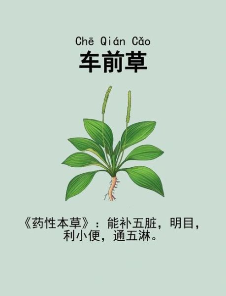车前草治什么病最好_车前草能治尿路感染吗-第1张图片-山城妙识 车前草治什么病最好_车前草能治尿路感染吗-第1张图片-山城妙识