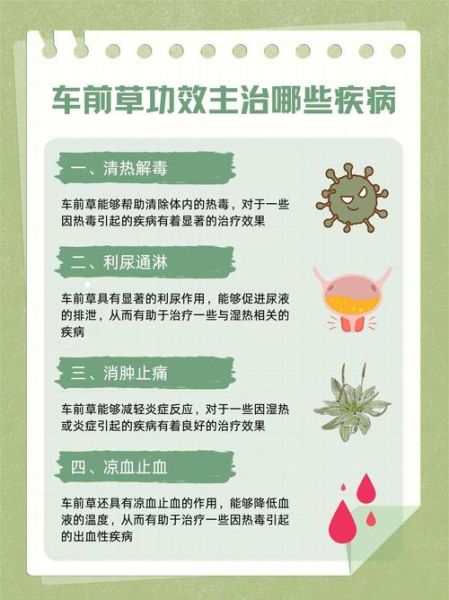 车前草治什么病最好_车前草能治尿路感染吗-第2张图片-山城妙识 车前草治什么病最好_车前草能治尿路感染吗-第2张图片-山城妙识