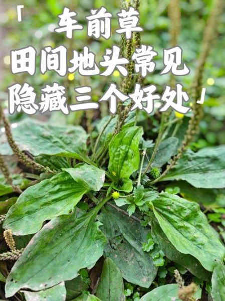车前草治什么病最好_车前草能治尿路感染吗-第3张图片-山城妙识 车前草治什么病最好_车前草能治尿路感染吗-第3张图片-山城妙识
