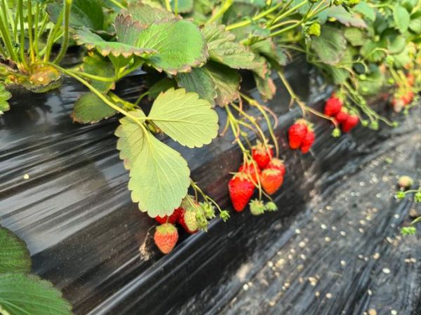 丹东草莓为什么好吃_丹东草莓多少钱一斤-第3张图片-山城妙识 丹东草莓为什么好吃_丹东草莓多少钱一斤-第3张图片-山城妙识