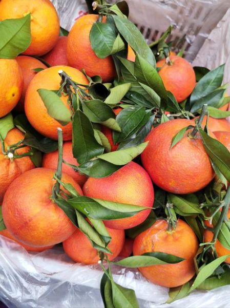 大蒜图片大全_大蒜高清图片怎么拍-第3张图片-山城妙识