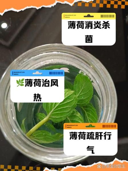 薄荷叶子怎么吃_新鲜薄荷叶怎么吃最好-第2张图片-山城妙识
