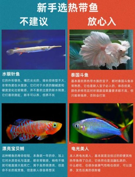 热带鱼怎么养_新手入门养什么鱼好-第1张图片-山城妙识