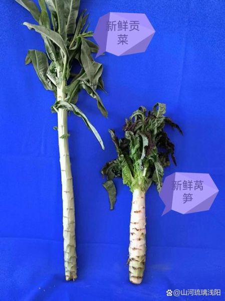 贡菜是不是莴笋_贡菜和莴笋的区别-第1张图片-山城妙识 贡菜是不是莴笋_贡菜和莴笋的区别-第1张图片-山城妙识