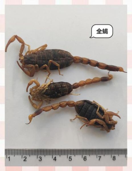 全蝎的功效与作用是什么_全蝎能治哪些病-第3张图片-山城妙识