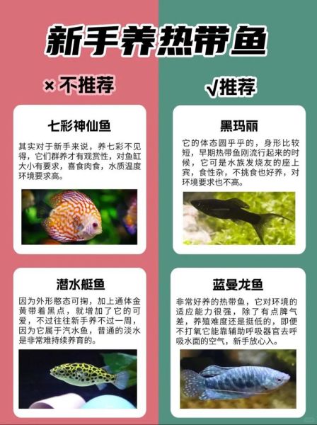 热带鱼怎么养_新手入门养什么鱼好-第2张图片-山城妙识