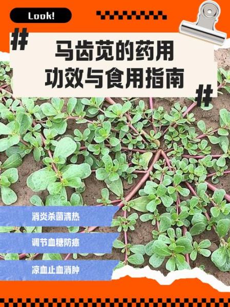 马齿苋的功效与作用_马齿苋怎么吃最好-第2张图片-山城妙识