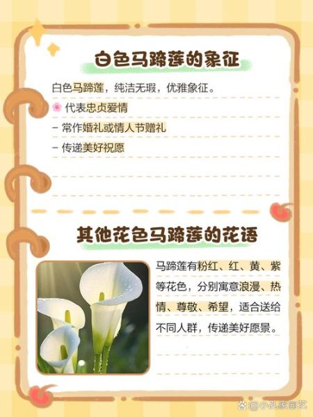 马蹄莲寓意和象征意义_马蹄莲适合送什么人-第2张图片-山城妙识 马蹄莲寓意和象征意义_马蹄莲适合送什么人-第2张图片-山城妙识