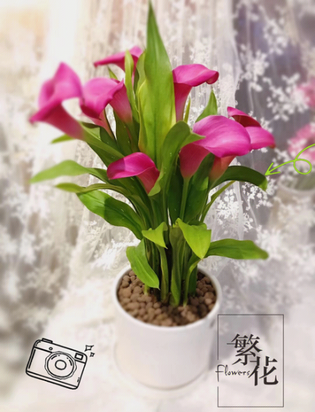 马蹄莲寓意和象征意义_马蹄莲适合送什么人-第3张图片-山城妙识 马蹄莲寓意和象征意义_马蹄莲适合送什么人-第3张图片-山城妙识