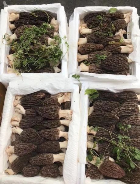 牛肚菌长什么样_如何辨别真假牛肚菌-第3张图片-山城妙识