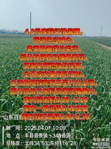 大蒜价格多少钱一斤_2024年最新行情-第3张图片-山城妙识