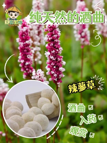 酒曲怎么做出来的_酒曲制作步骤详解-第3张图片-山城妙识