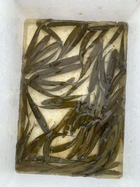 青鱼苗多少钱一斤_青鱼苗价格行情-第2张图片-山城妙识 青鱼苗多少钱一斤_青鱼苗价格行情-第2张图片-山城妙识