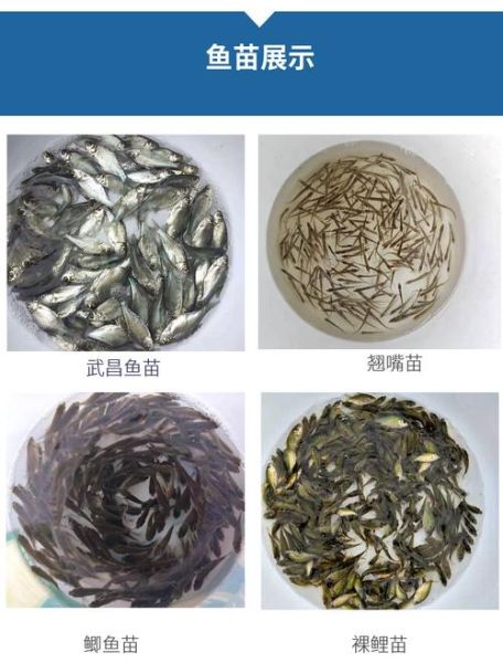 青鱼苗多少钱一斤_青鱼苗价格行情-第3张图片-山城妙识 青鱼苗多少钱一斤_青鱼苗价格行情-第3张图片-山城妙识
