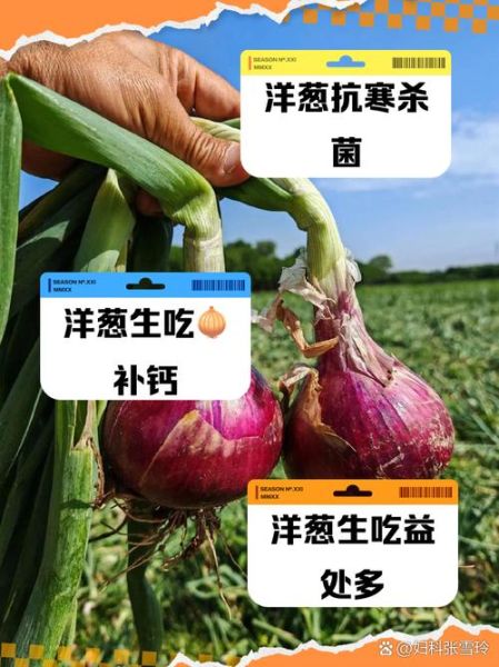 洋葱能提高男性性功能吗_洋葱对男性性功能的好处-第3张图片-山城妙识