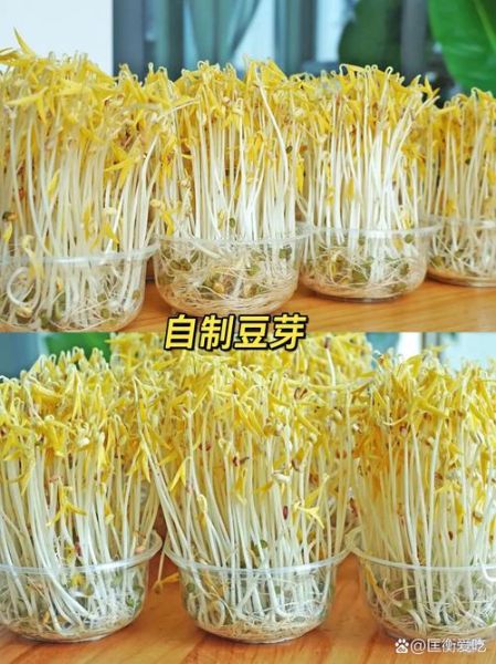 黄豆芽怎么发最快_黄豆芽图片识别技巧-第3张图片-山城妙识 黄豆芽怎么发最快_黄豆芽图片识别技巧-第3张图片-山城妙识
