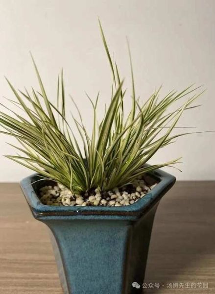 菖蒲图片大全大图_菖蒲高清图鉴-第2张图片-山城妙识