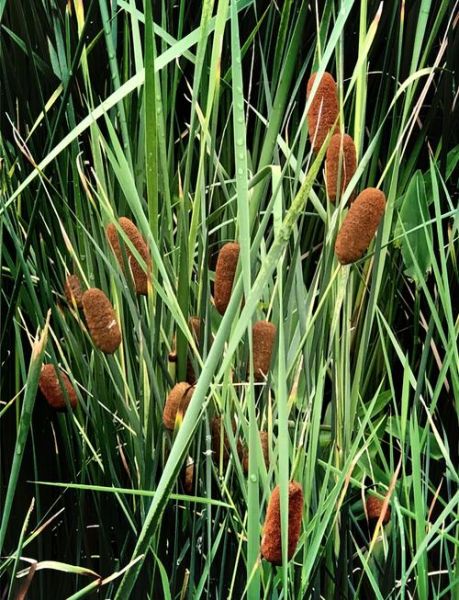 菖蒲图片大全大图_菖蒲高清图鉴-第1张图片-山城妙识