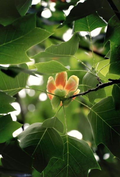 鹅掌楸果实可以吃吗_鹅掌楸果实药用价值-第1张图片-山城妙识