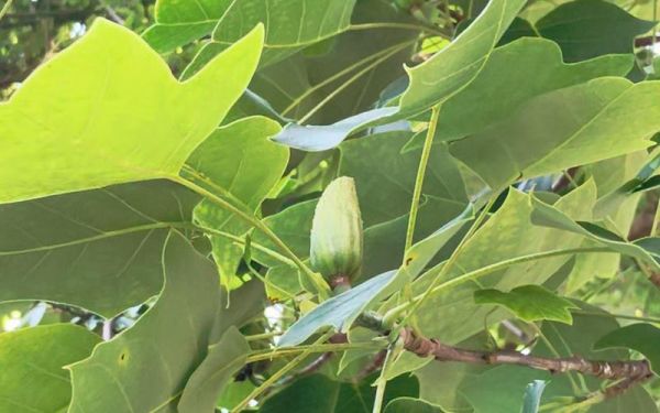 鹅掌楸果实可以吃吗_鹅掌楸果实药用价值-第2张图片-山城妙识