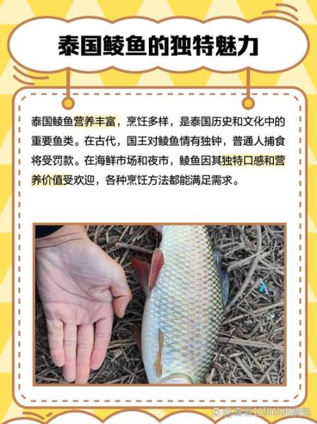 鲮鱼为什么不能放姜_鲮鱼去腥用什么代替姜-第1张图片-山城妙识 鲮鱼为什么不能放姜_鲮鱼去腥用什么代替姜-第1张图片-山城妙识