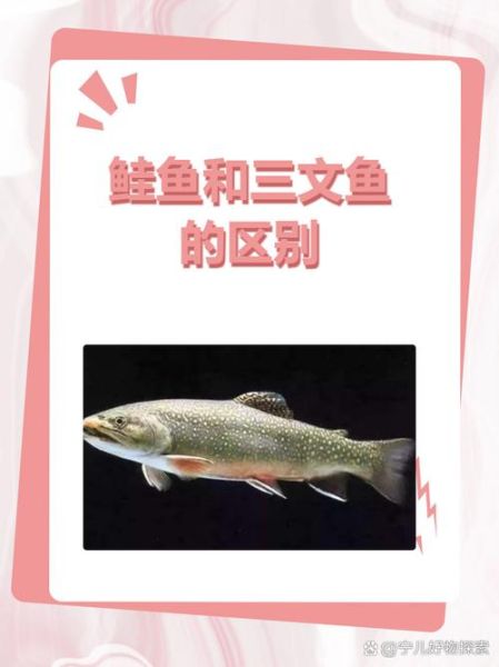 马哈鱼和三文鱼的区别_哪个更好吃-第3张图片-山城妙识